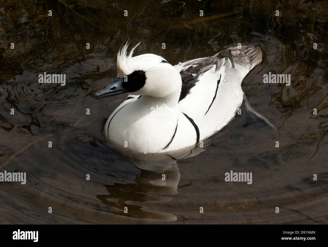 Smew duck hi-res stock photography and images - Alamy