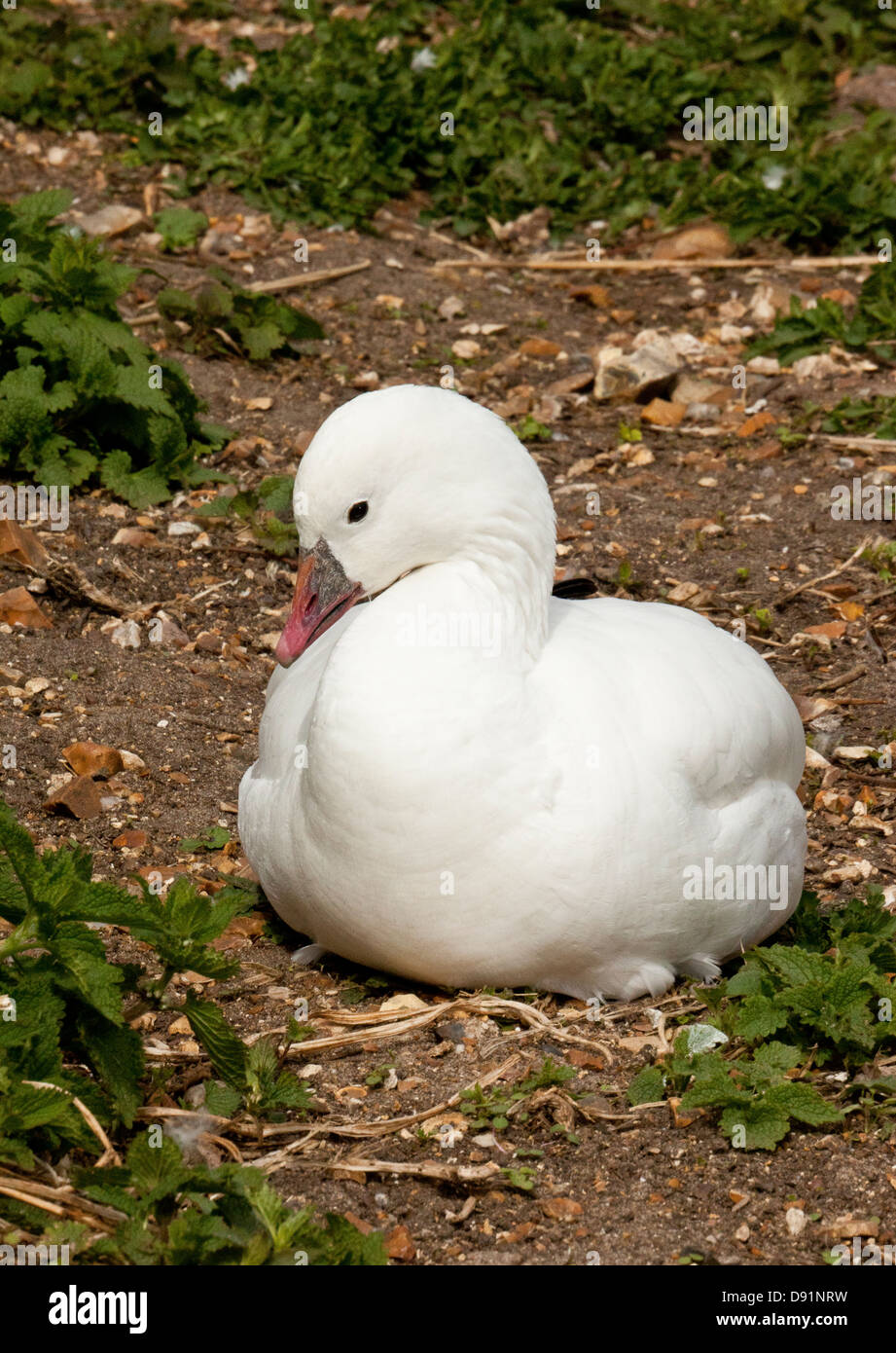 A white goose resting Stock Photo - Alamy