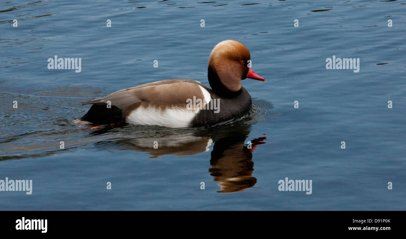 Red beak duck hi-res stock photography and images - Alamy