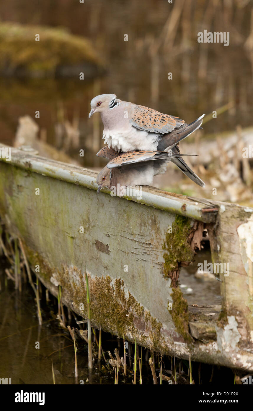 A pair of Turtle Doves "Streptopelia Turtur" mating Stock Photo - Alamy