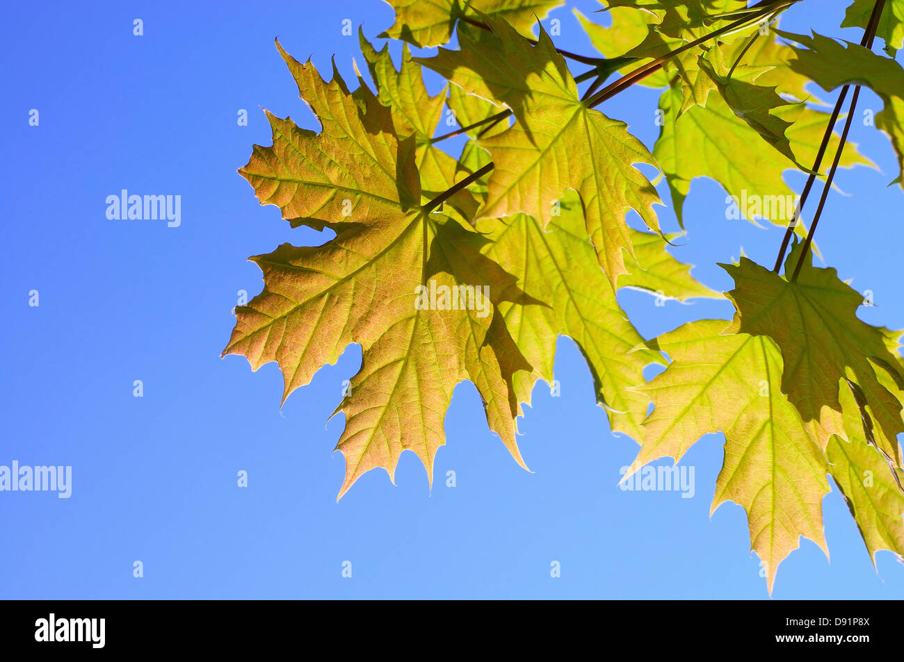 Blue maple leaf hi-res stock photography and images - Alamy