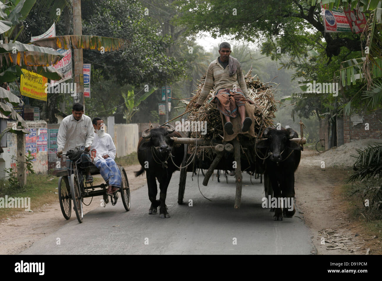 Water buffaloes pulling a cart loaded with sugar cane, Bangladesh, Asia ...