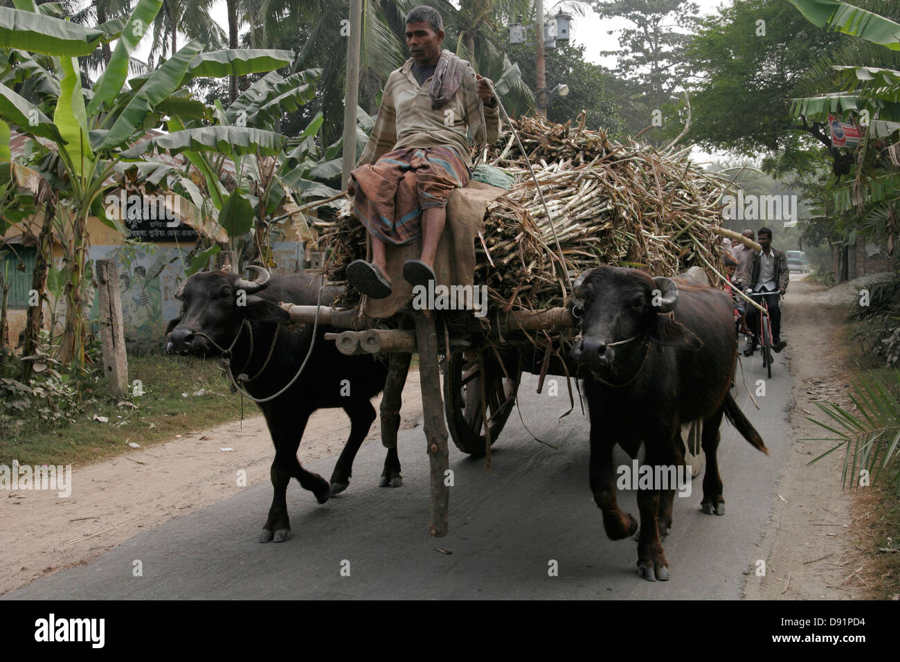 Water buffaloes pulling cart loaded hi-res stock photography and images ...