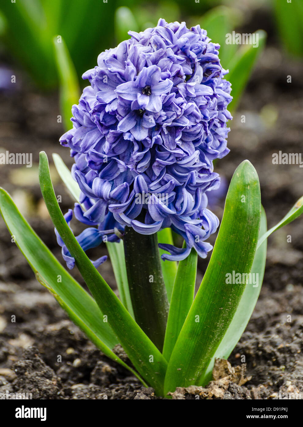 Single hyacinth hi-res stock photography and images - Alamy