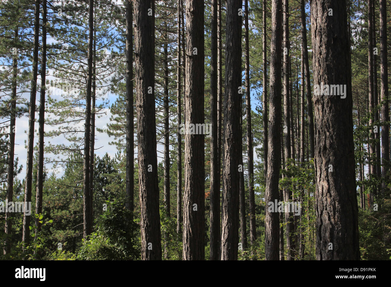 Witches forest hi-res stock photography and images - Alamy