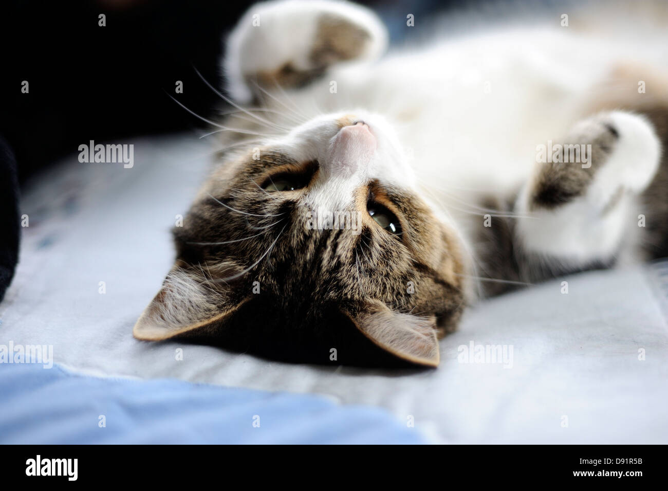 Closeup of a cat laid lazily on a bed cover with paws in the air Stock ...