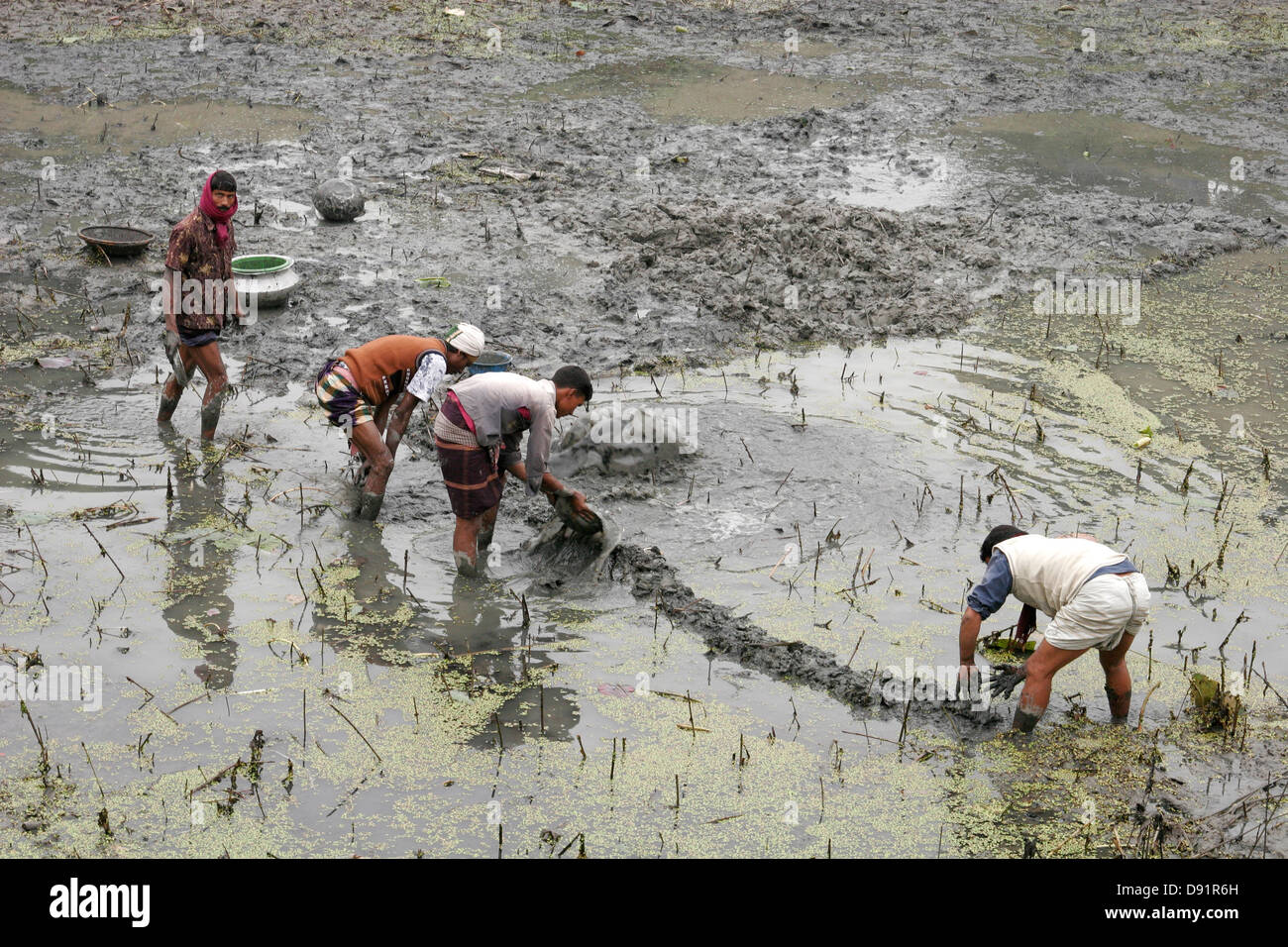 Man preparing rice field planting hi-res stock photography and images ...