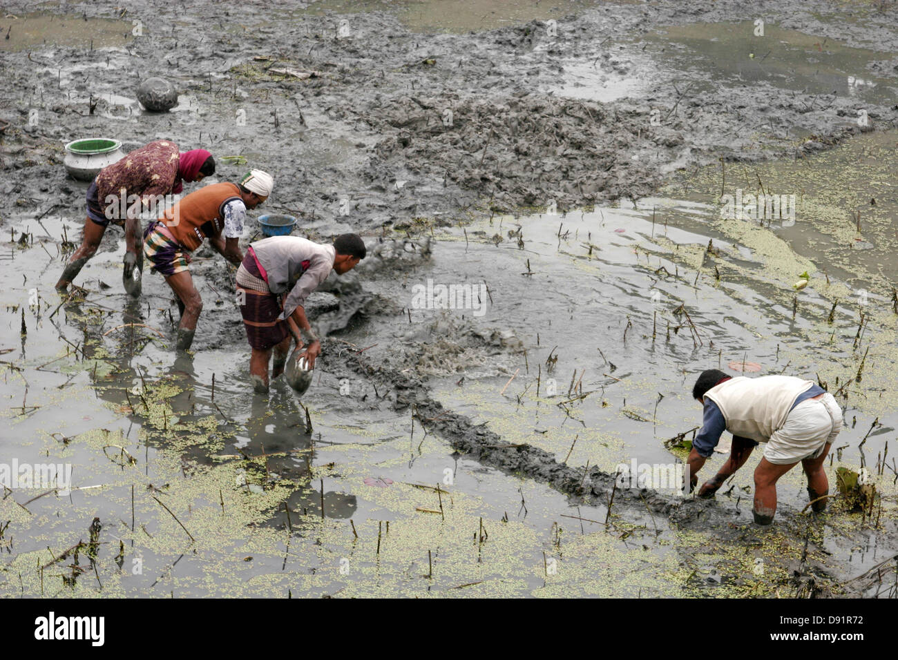 Man preparing rice field planting hi-res stock photography and images ...