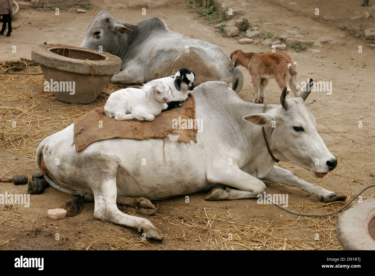 Cow cattle livestock bangladesh hi-res stock photography and images - Alamy