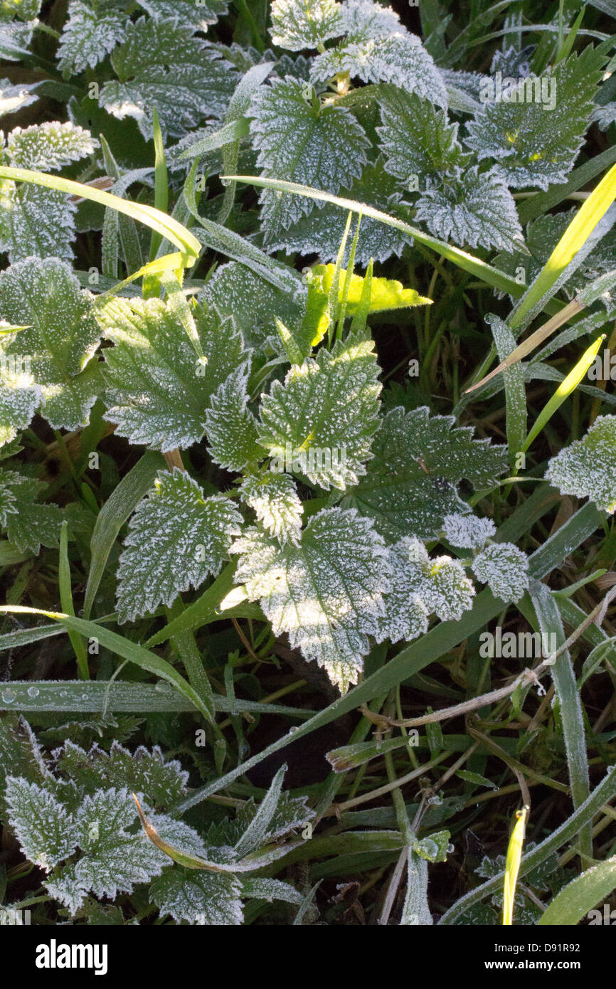 Nettles covered in frost Stock Photo - Alamy