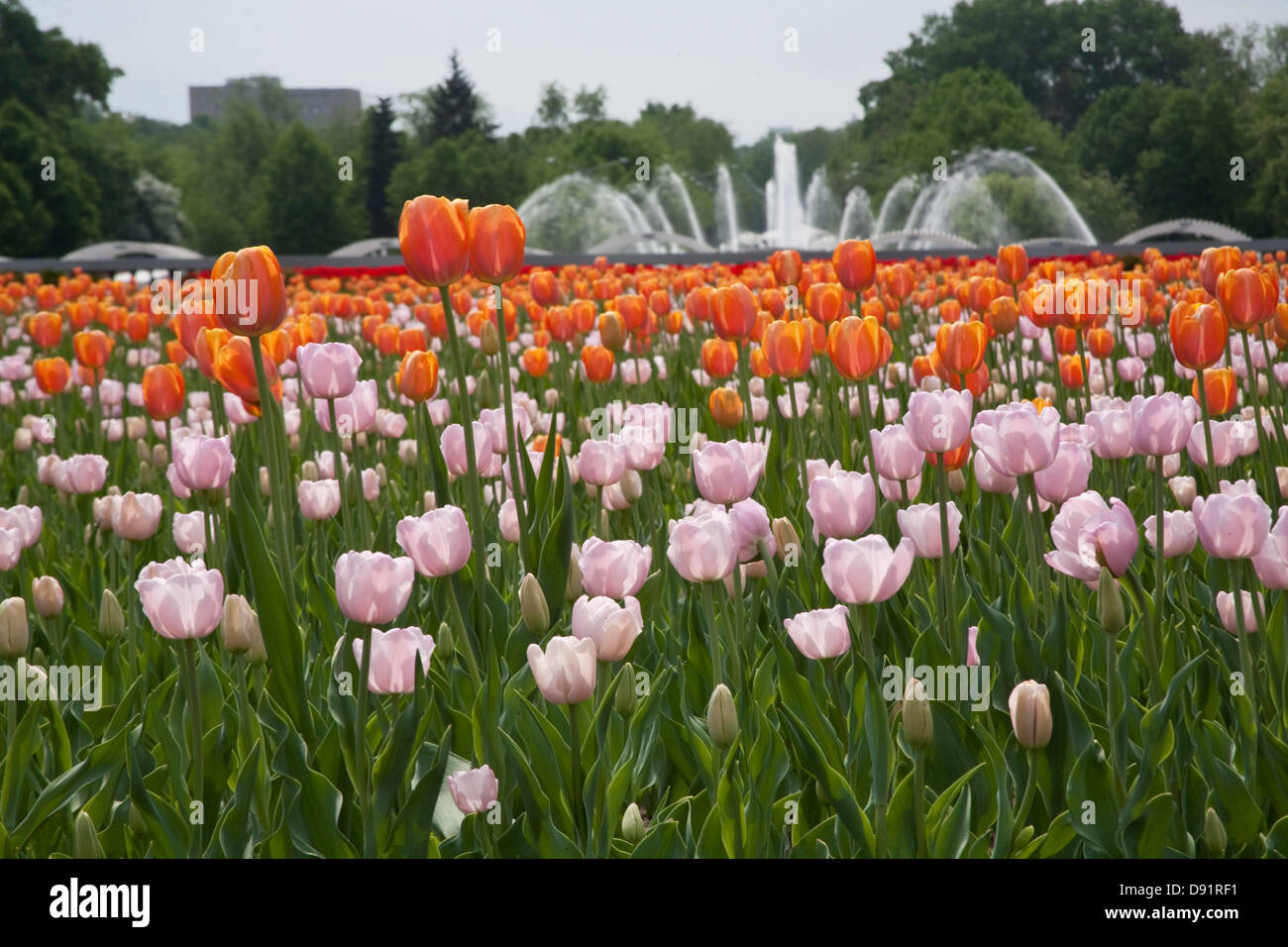 Russian tulips hi-res stock photography and images - Alamy