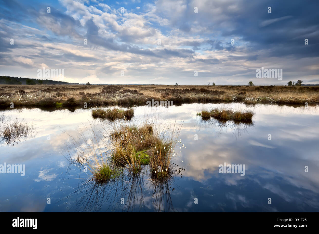 Swamp water hi-res stock photography and images - Alamy