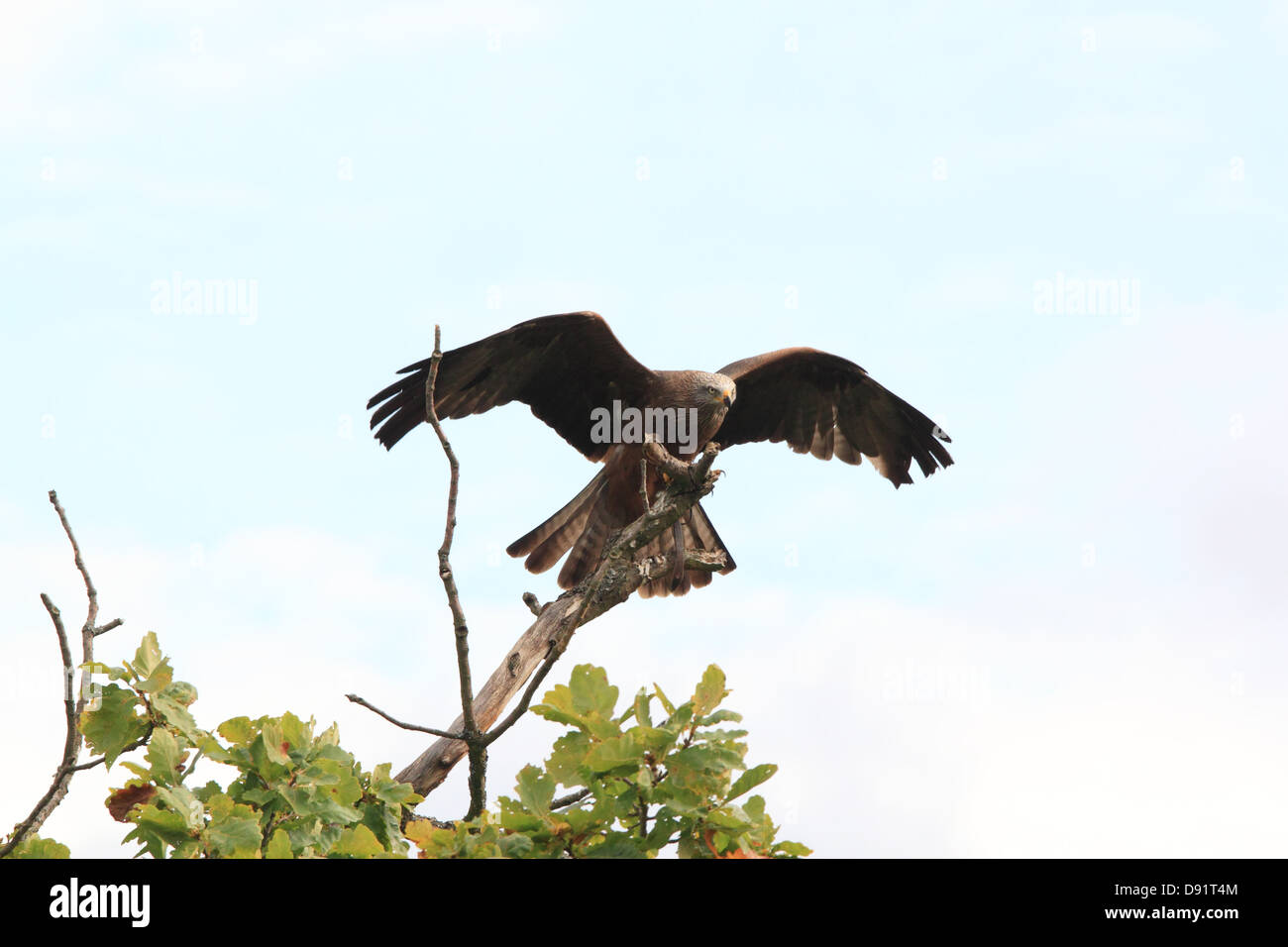 Milvus milvus on a tree Stock Photo - Alamy