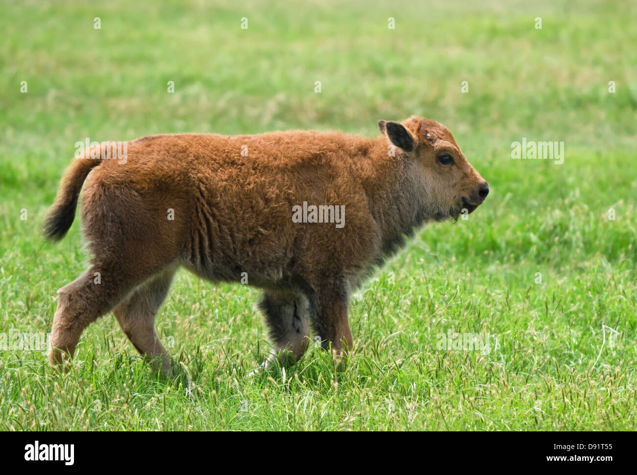 Cute baby buffalo hi-res stock photography and images - Alamy