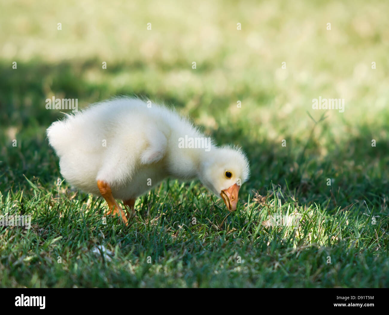 White Chinese Goose gosling eating grass Stock Photo - Alamy