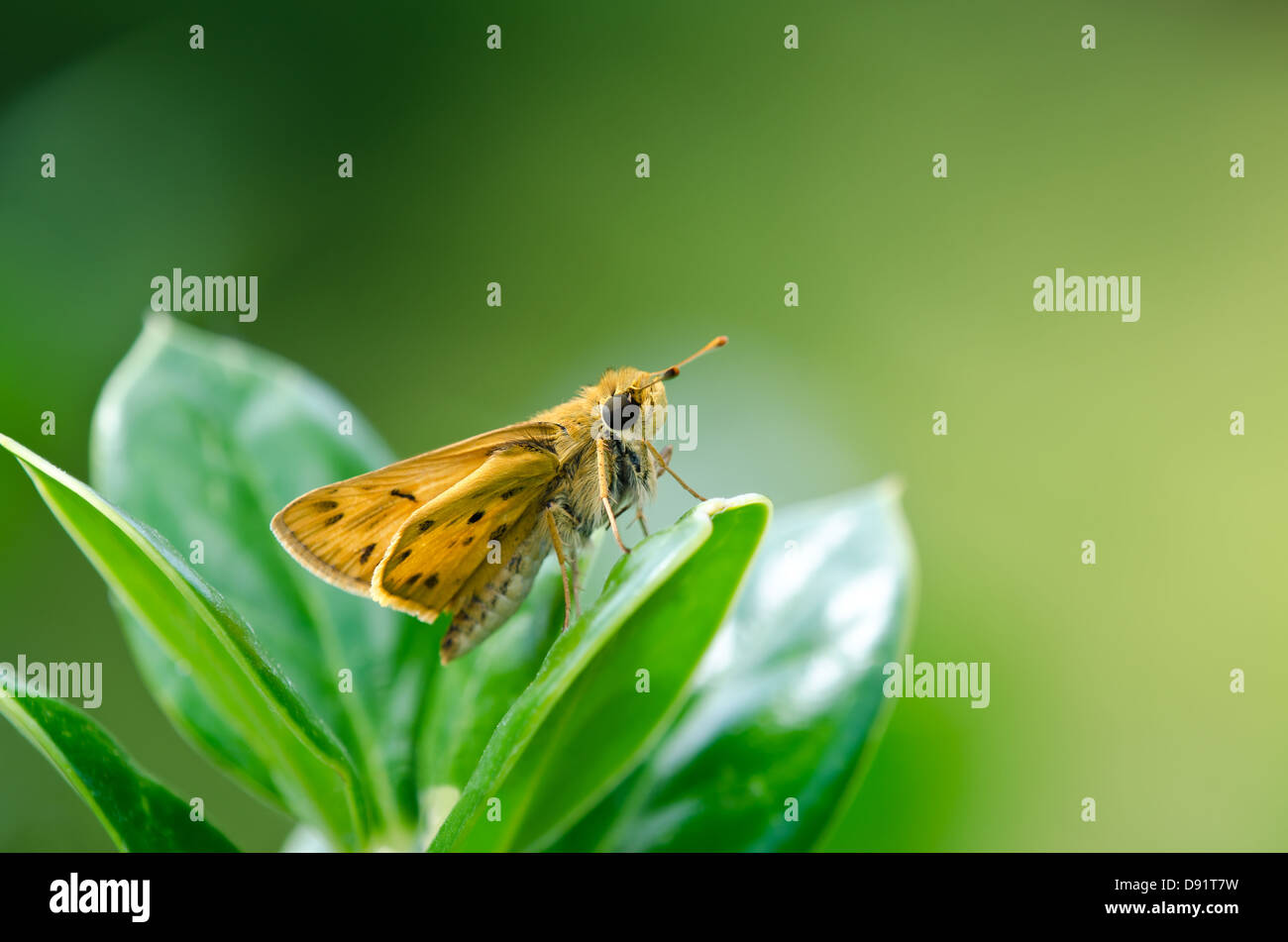 Butterfly top view hi-res stock photography and images - Alamy