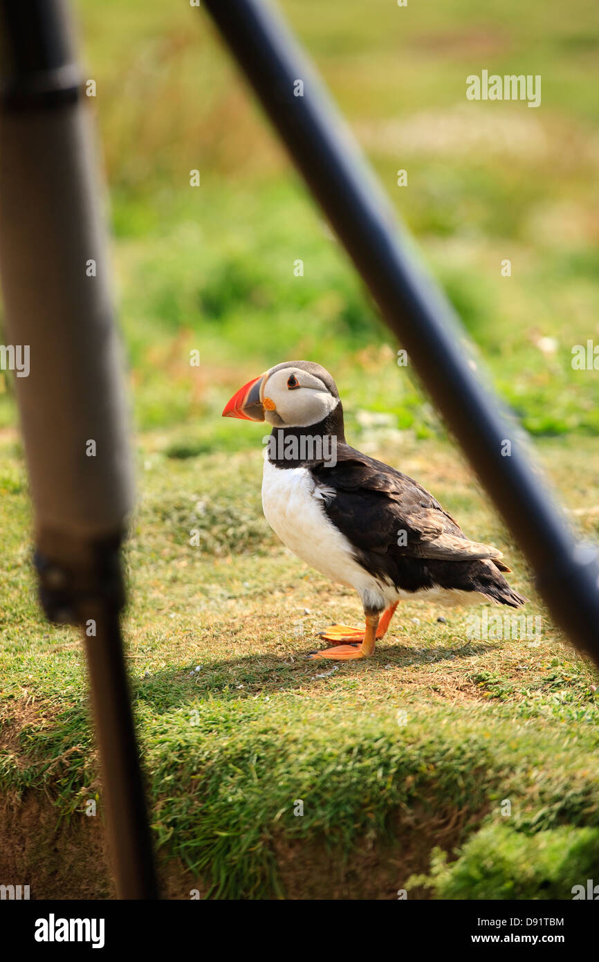 Atlantic Puffins on Skomer Island walking amongst visitors ...