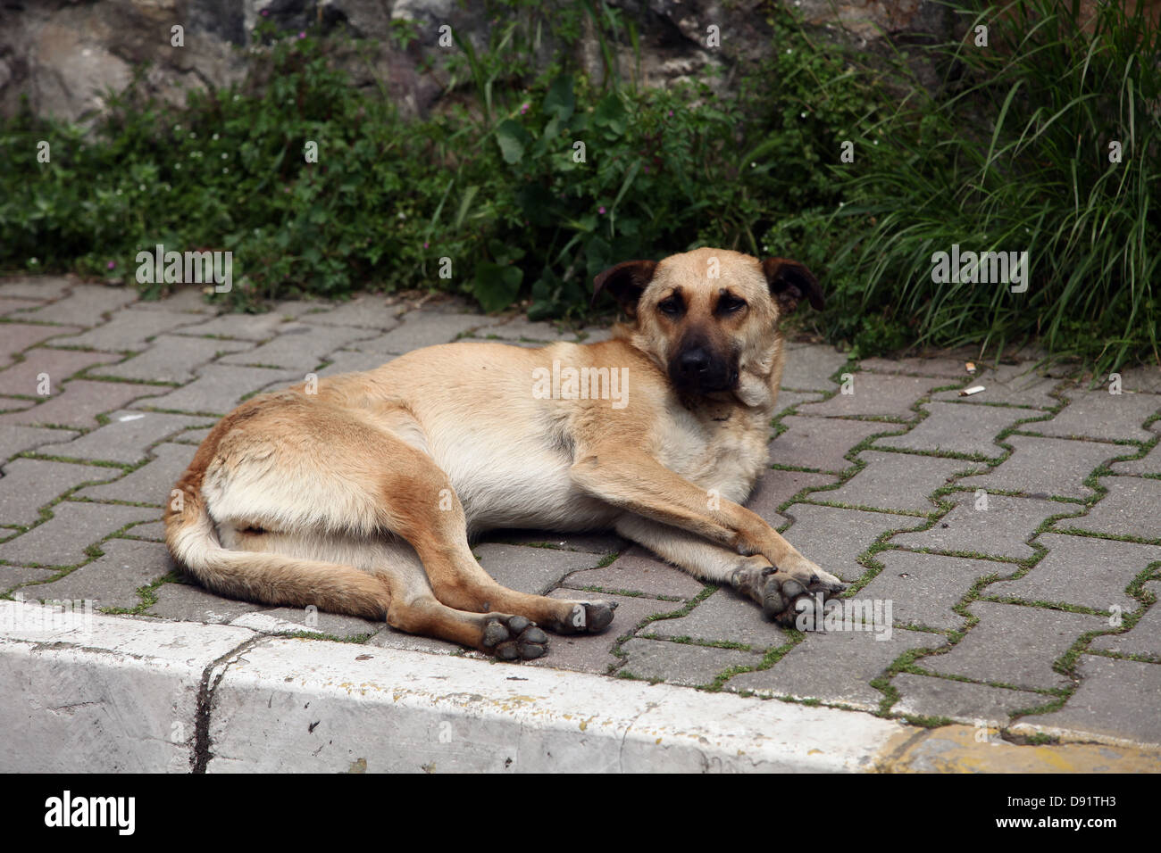 Street dog on the streets of Istanbul in Turkey, April 2013 Stock Photo ...