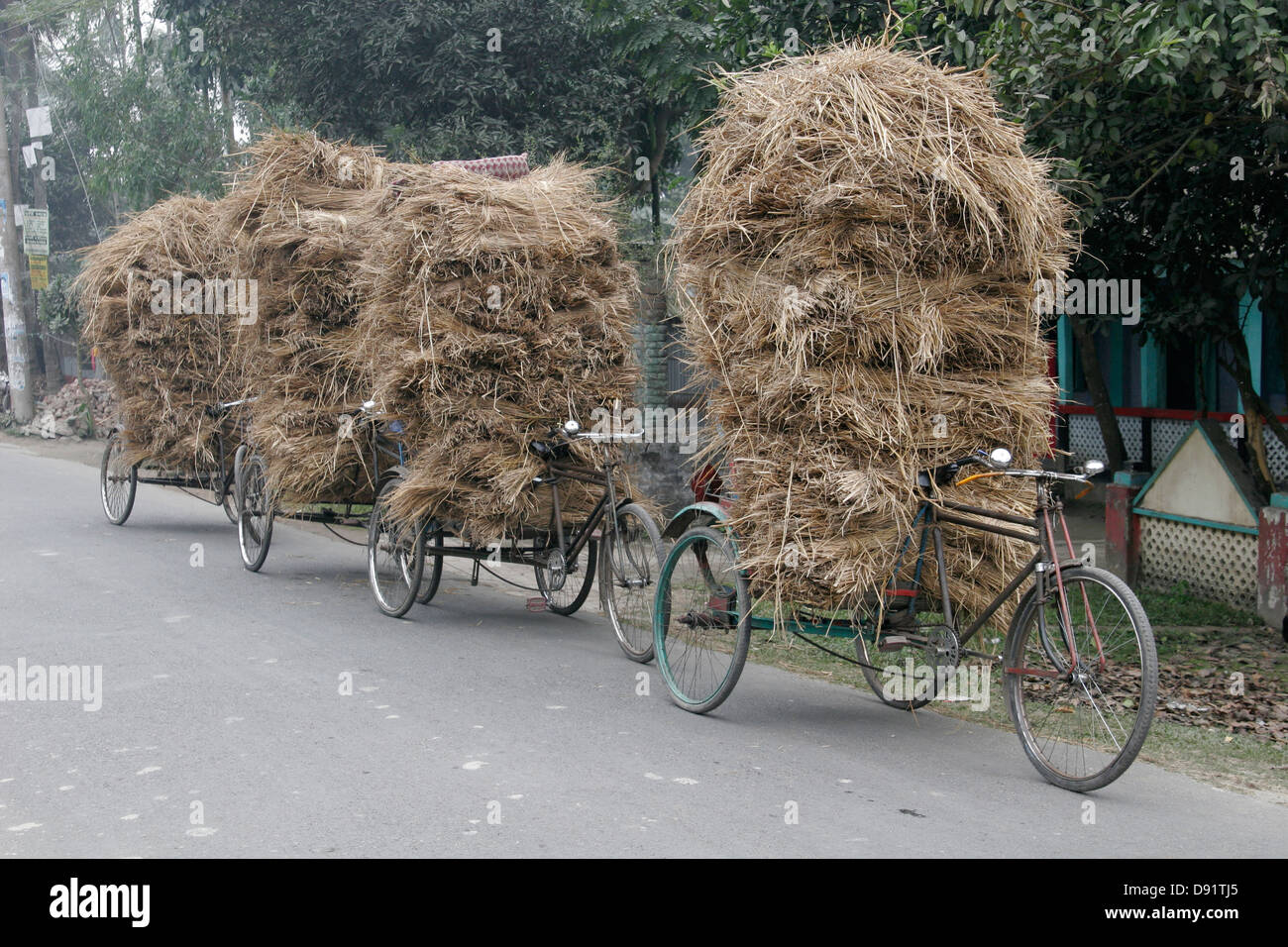 Rickshaw bicycles loaded with huge pile of hay, rural Bangladesh Stock ...