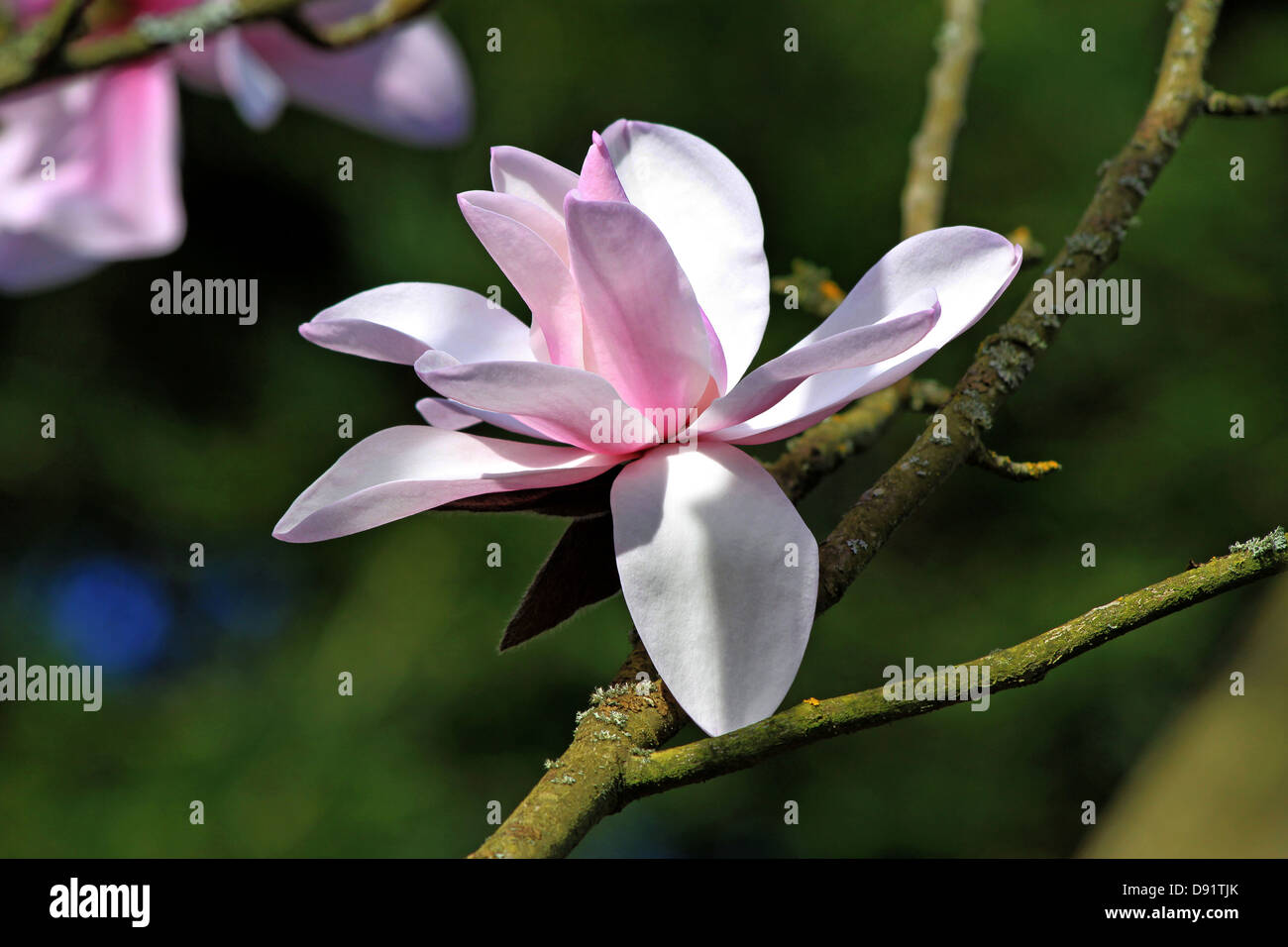 Magnolia, Pale Pink open Magnolia flower close-up on a single flower ...