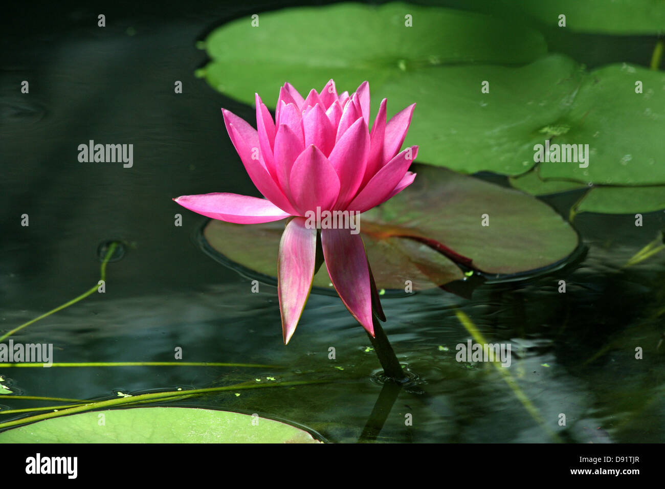 Waterlilies, pink Waterlily with open flower Stock Photo - Alamy