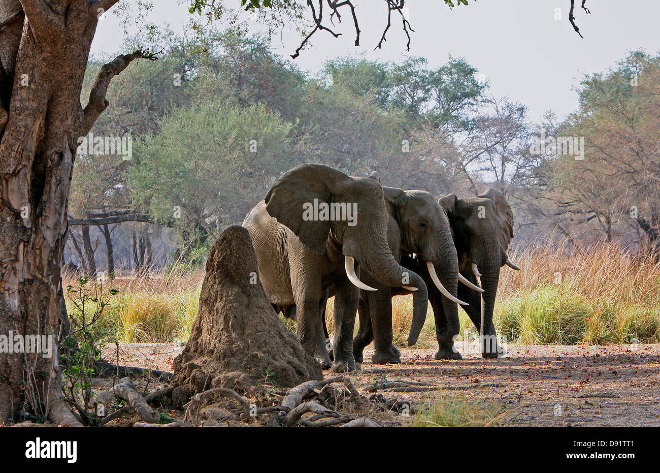 Elephants, Desert Elephant in a dry river bed in Damaraland, Namibia ...