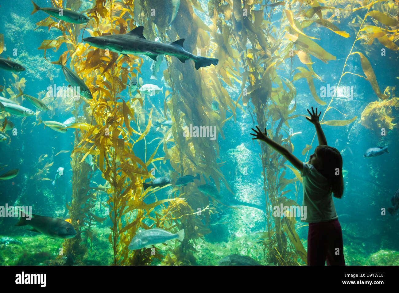 Child aquarium hi-res stock photography and images - Alamy