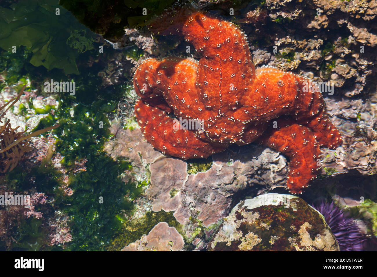 Beautiful Orange Starfish in Shallow Tide Pool Stock Photo - Alamy