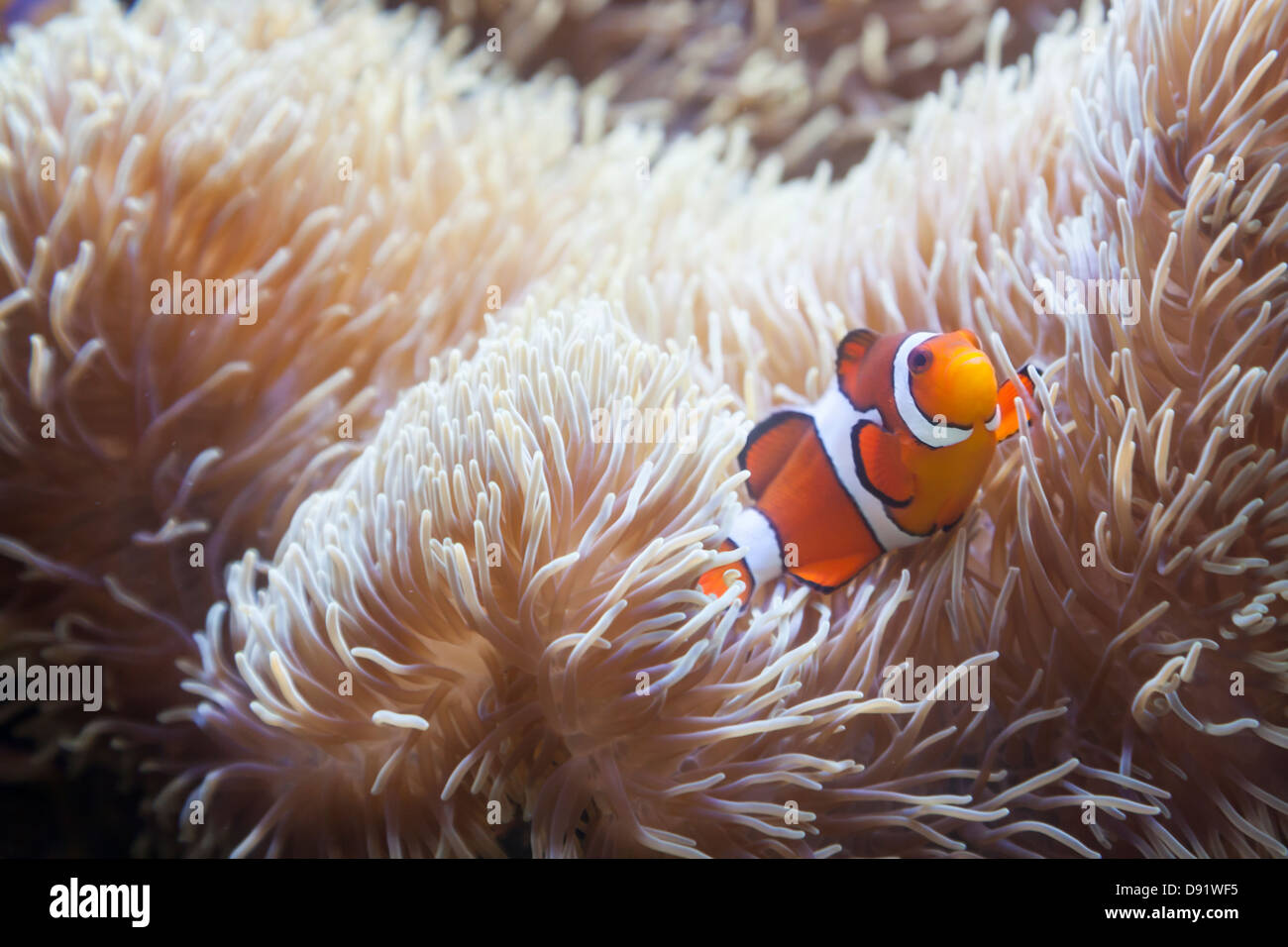 Beautiful Little Clownfish and Sea Anemone Stock Photo - Alamy