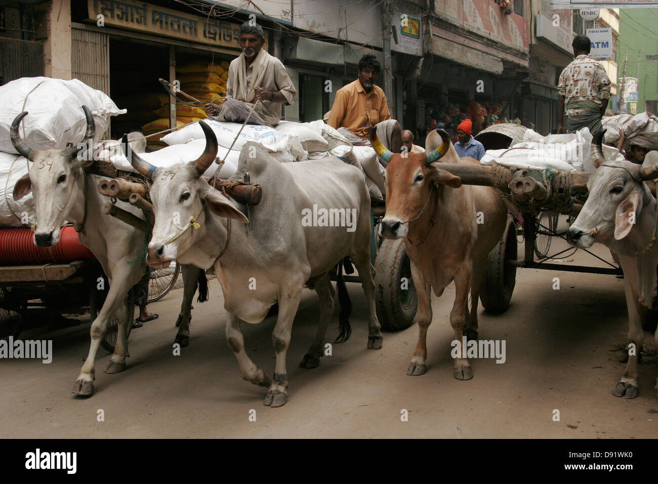 Oxes pulling a carts loaded with cargo on the narrow street of Old ...