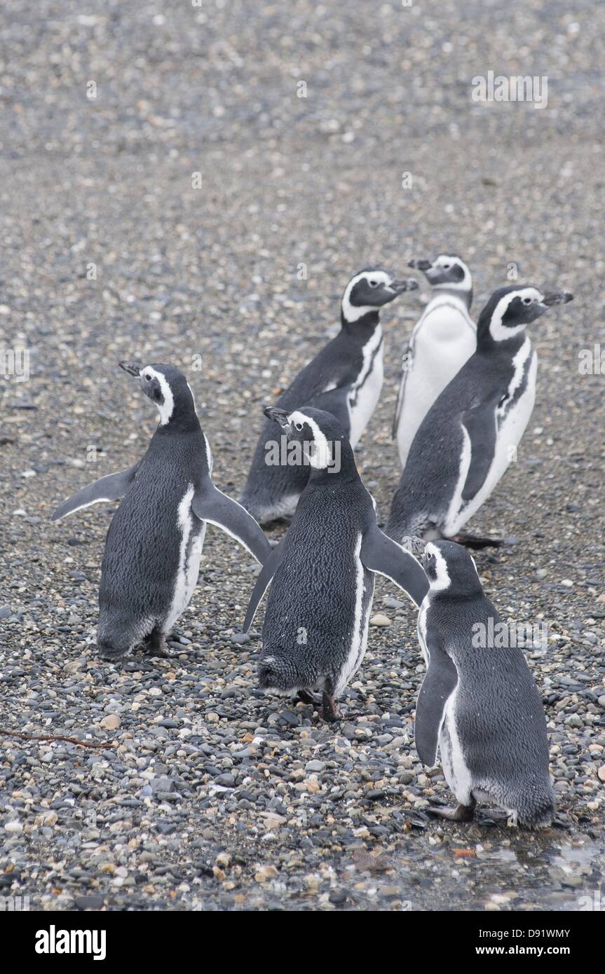 Penguins sheep hi-res stock photography and images - Alamy