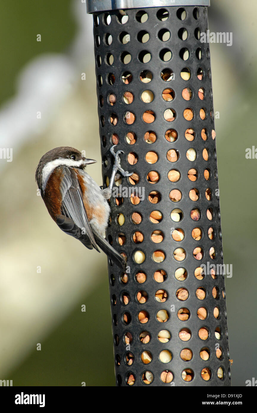 Peanuts from a bird feeder hi-res stock photography and images - Alamy
