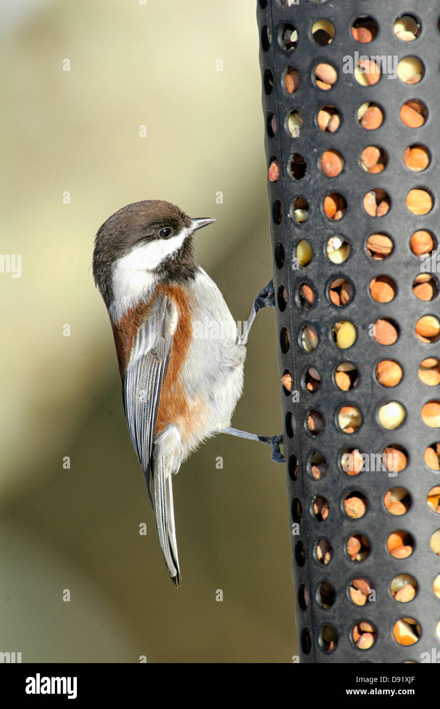 Peanuts from a bird feeder hi-res stock photography and images - Alamy