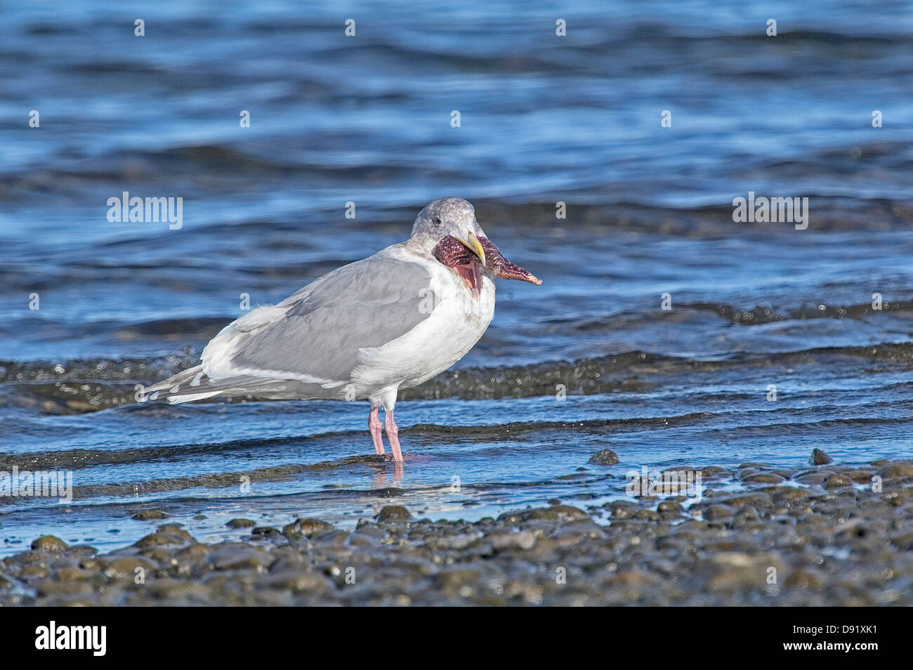 Gull eating starfish hi-res stock photography and images - Alamy