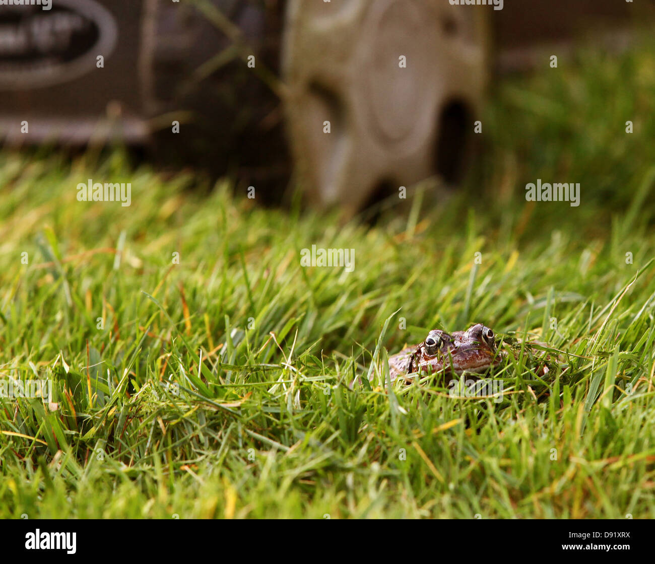 Saved from the lawn mower, a young frog in the freshly cut grass, March ...