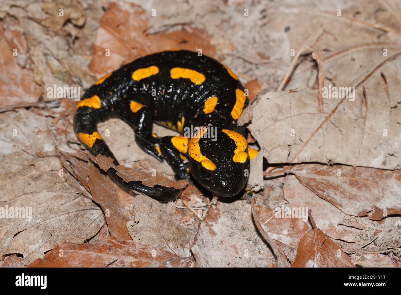 Fire Salamander (Salamandra salamandra ssp. terrestris Stock Photo - Alamy
