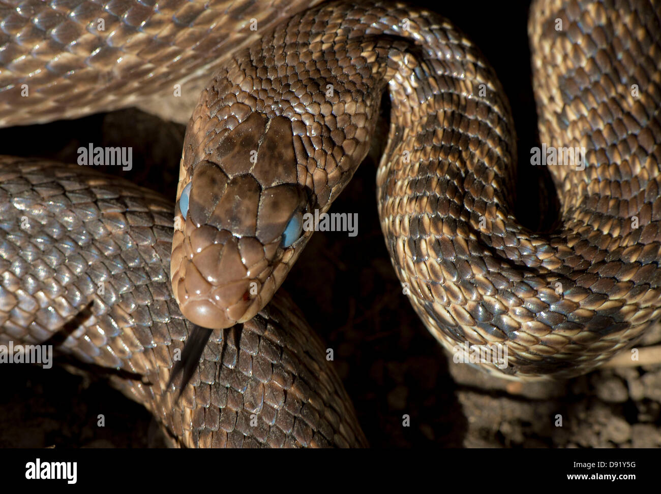 June 8, 2013 - Roseburg, Oregon, U.S - A wild bullsnake curls into a ...