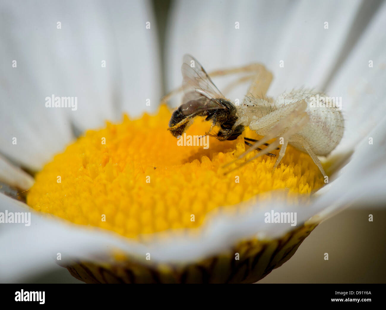 Small flying insect hi-res stock photography and images - Alamy