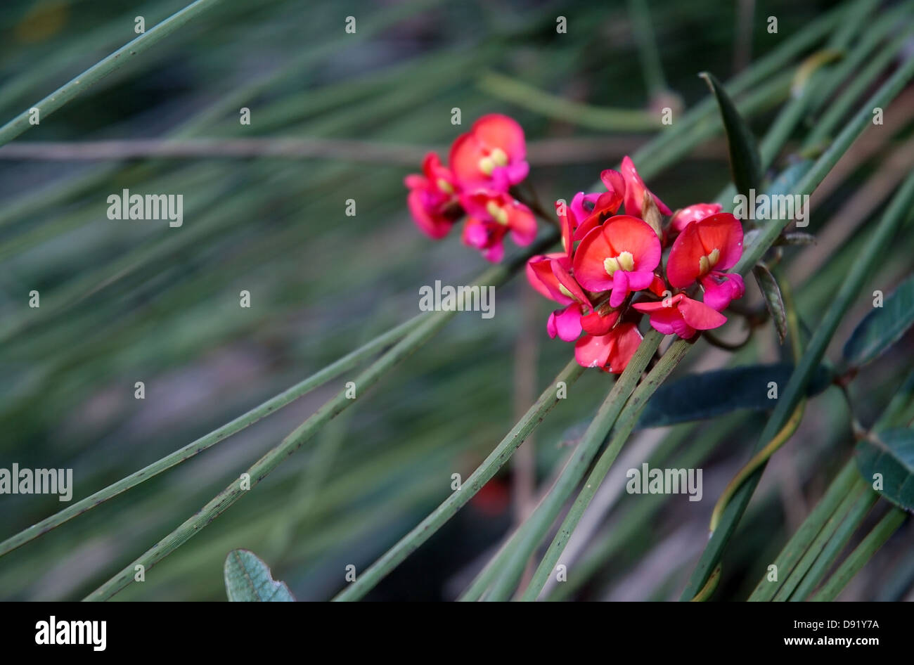 Coral vine (Kennedia coccinea), one of the spectacular wildflowers of ...