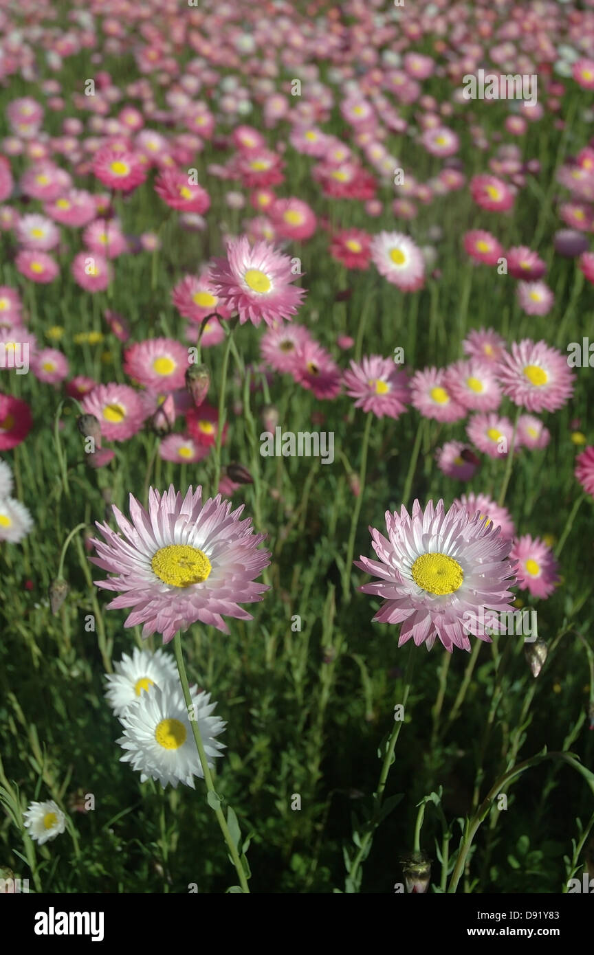 Western Australian spring wildflowers, everlasting daisies (Helipterum ...