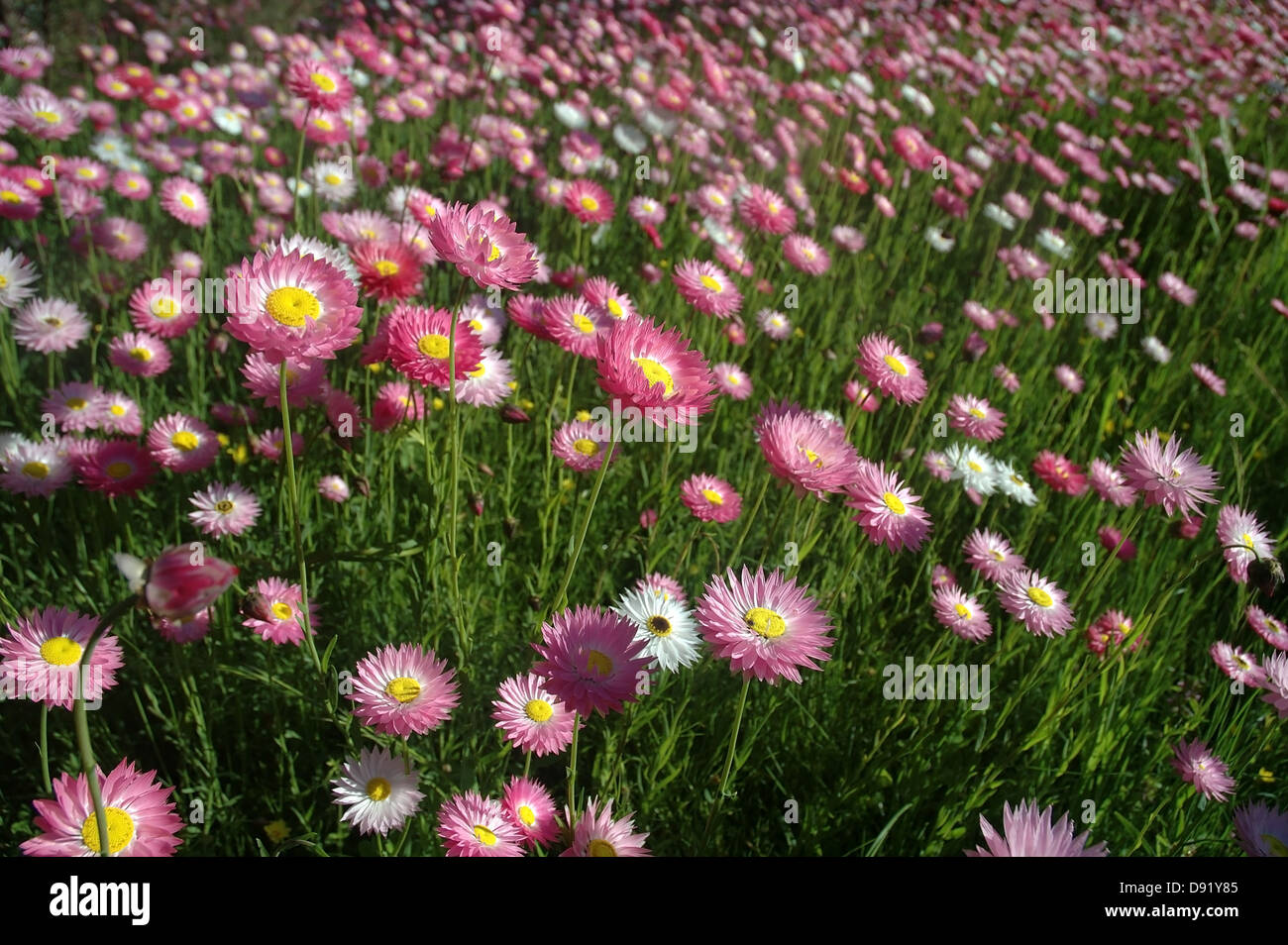Western Australian spring wildflowers, everlasting daisies (Helipterum ...