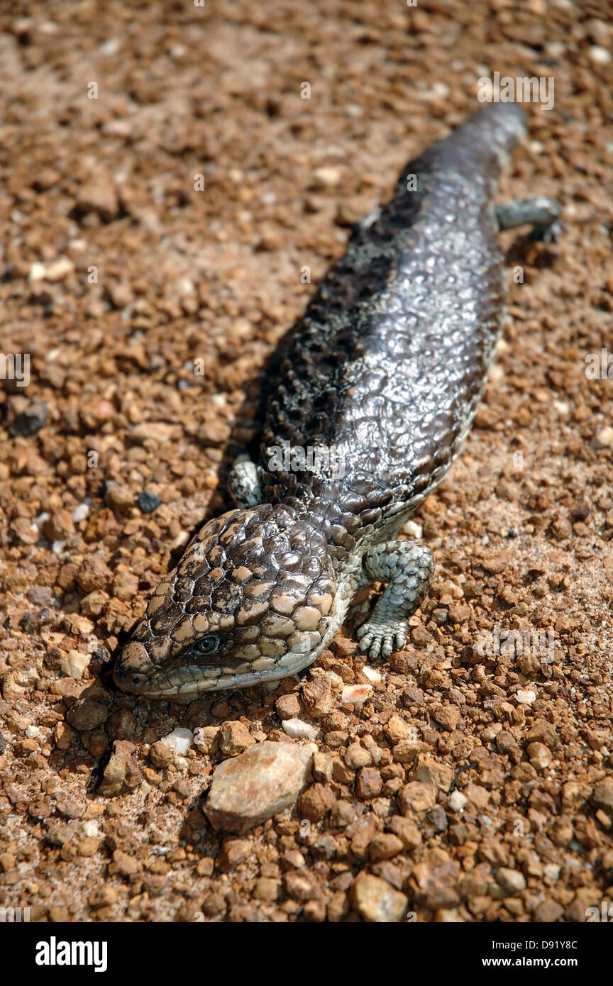 Shingleback Lizards High Resolution Stock Photography and Images - Alamy