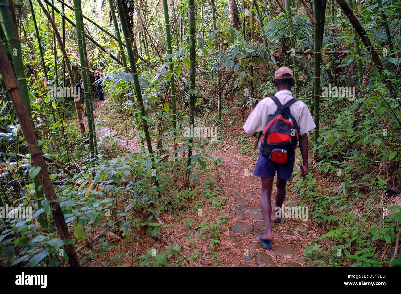 Primo moves rapidly through the strange bamboo forest below Camp I ...