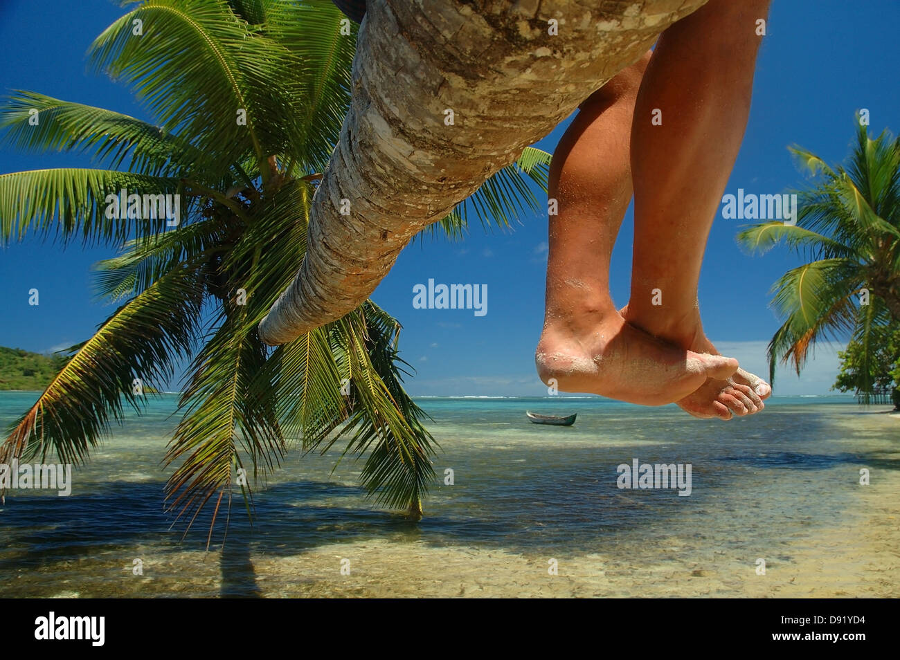 Legs of tourist sitting on reclining palm tree in a tropical island ...