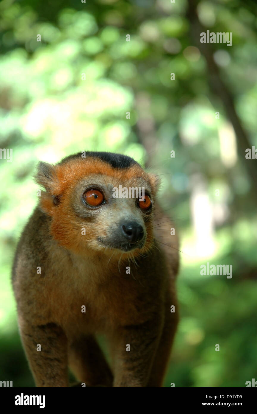 Male crowned lemur (Eulemur coronatus), Parc Ivoloina, Madagascar ...