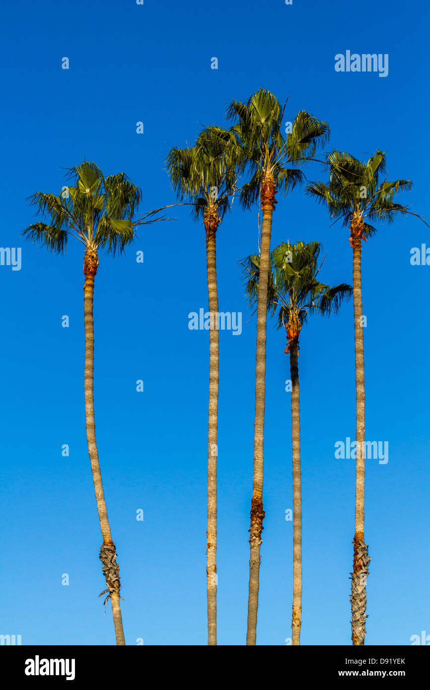 Palm Trees, Mission San Juan Capistrano Stock Photo - Alamy