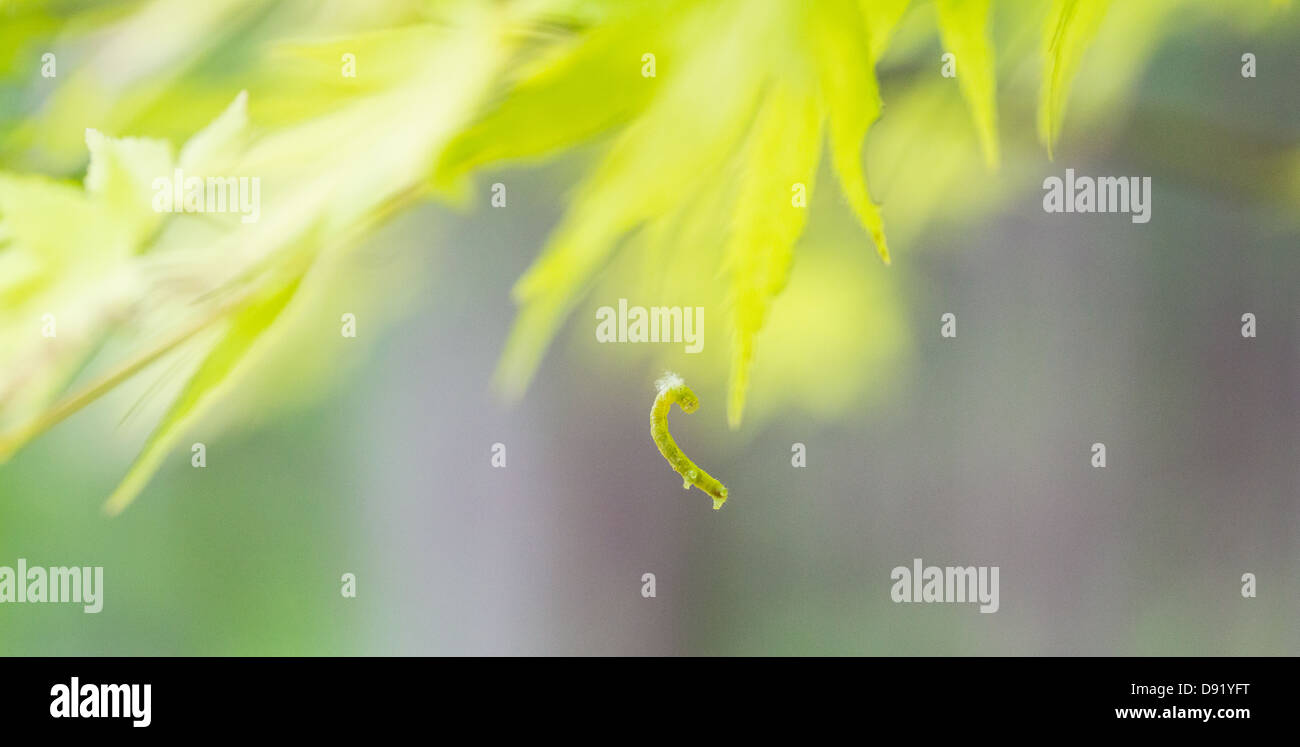 Maple tree pest hi-res stock photography and images - Alamy