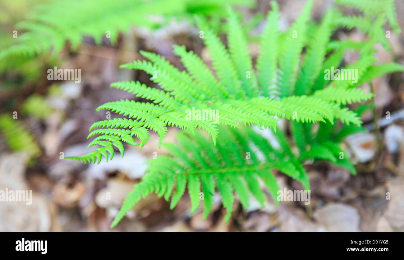 Beauty of early spring hi-res stock photography and images - Alamy