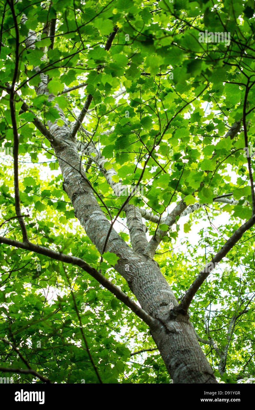 Plants spring hi-res stock photography and images - Alamy