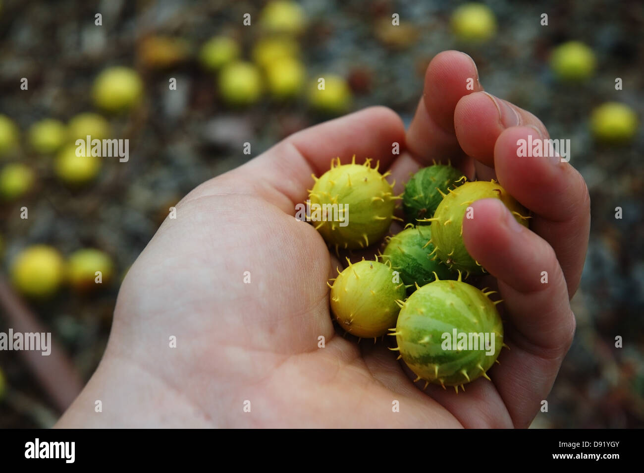 Bitter apple Citrullus colocynthis from north Africa, mentioned in the ...